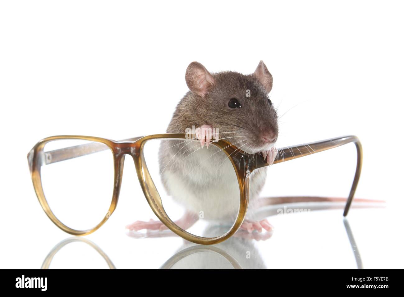 Reading rat hi-res stock photography and images - Alamy