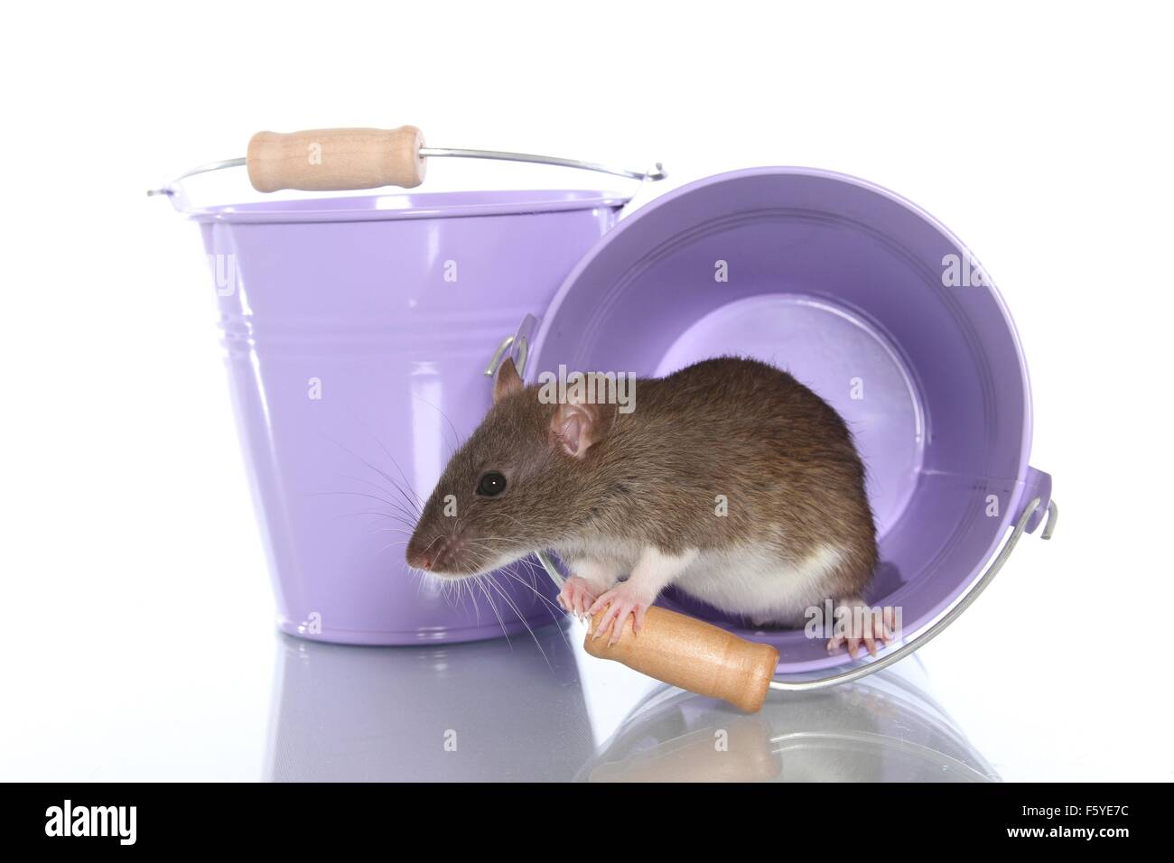 fancy rat sits in bucket Stock Photo - Alamy