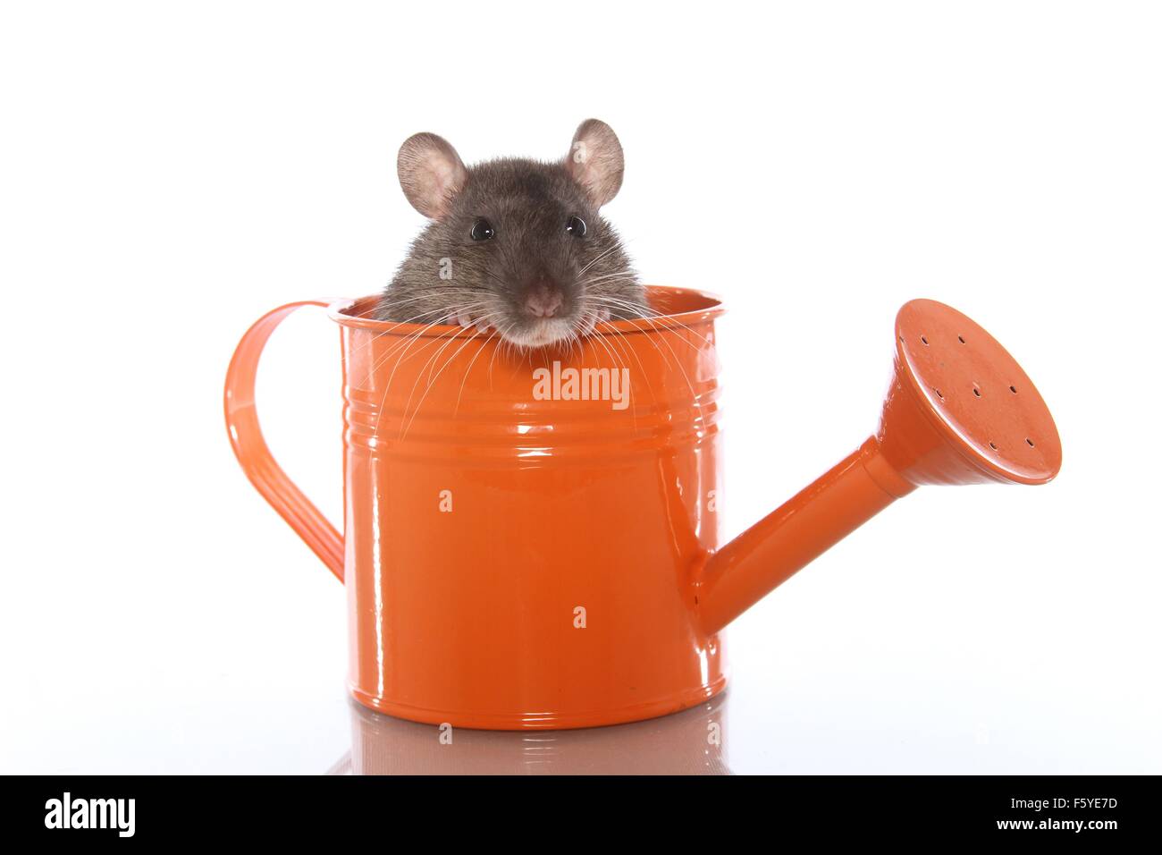 fancy rat in watering can Stock Photo - Alamy