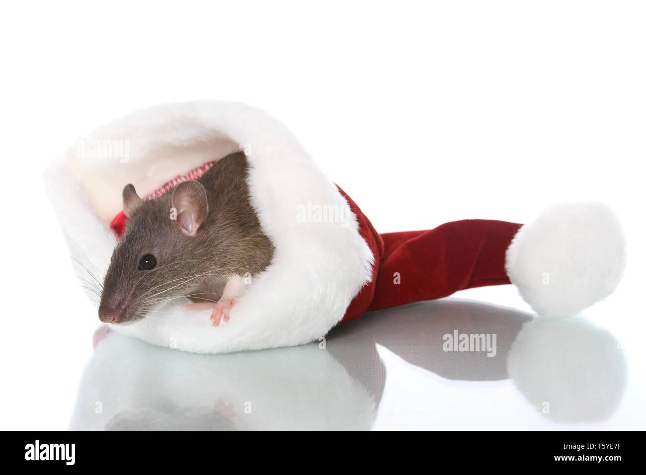 rat at christmas Stock Photo - Alamy