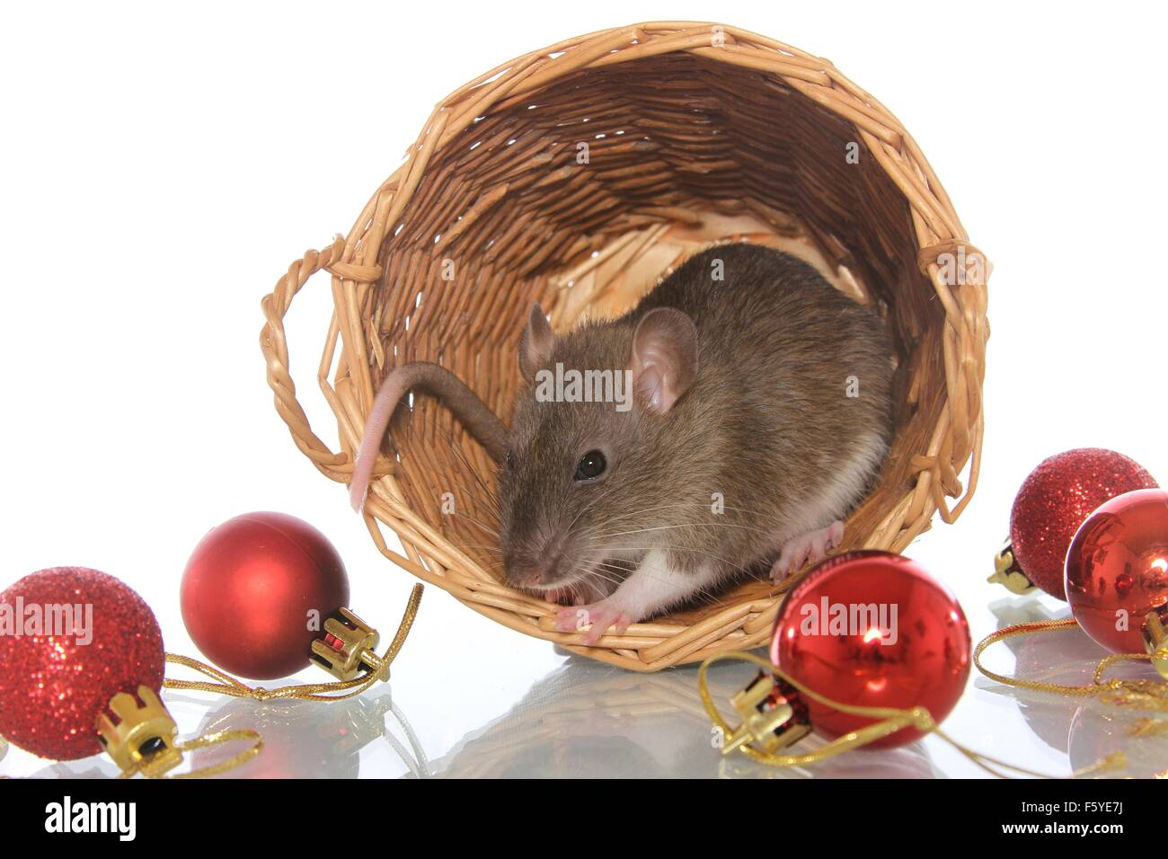 rat at christmas Stock Photo - Alamy
