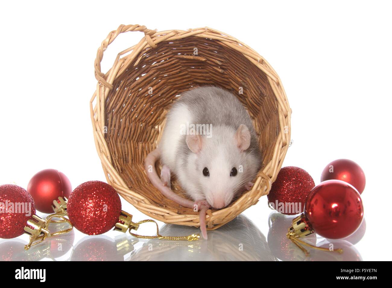 rat at christmas Stock Photo - Alamy