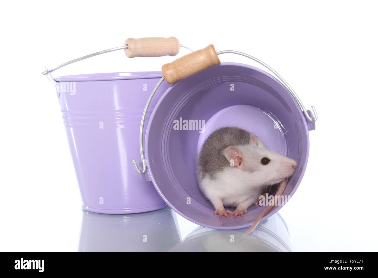 Fancy buckets hi-res stock photography and images - Alamy