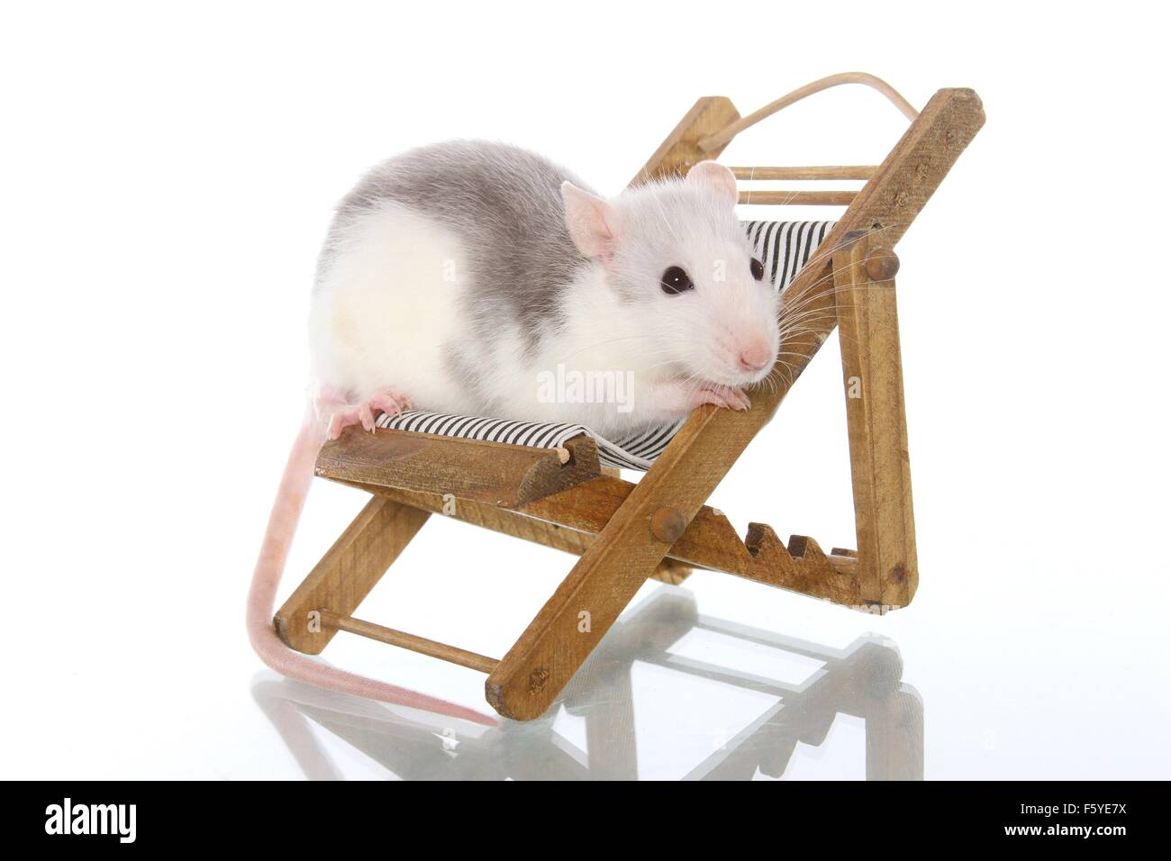 fancy rat on deckchair Stock Photo - Alamy