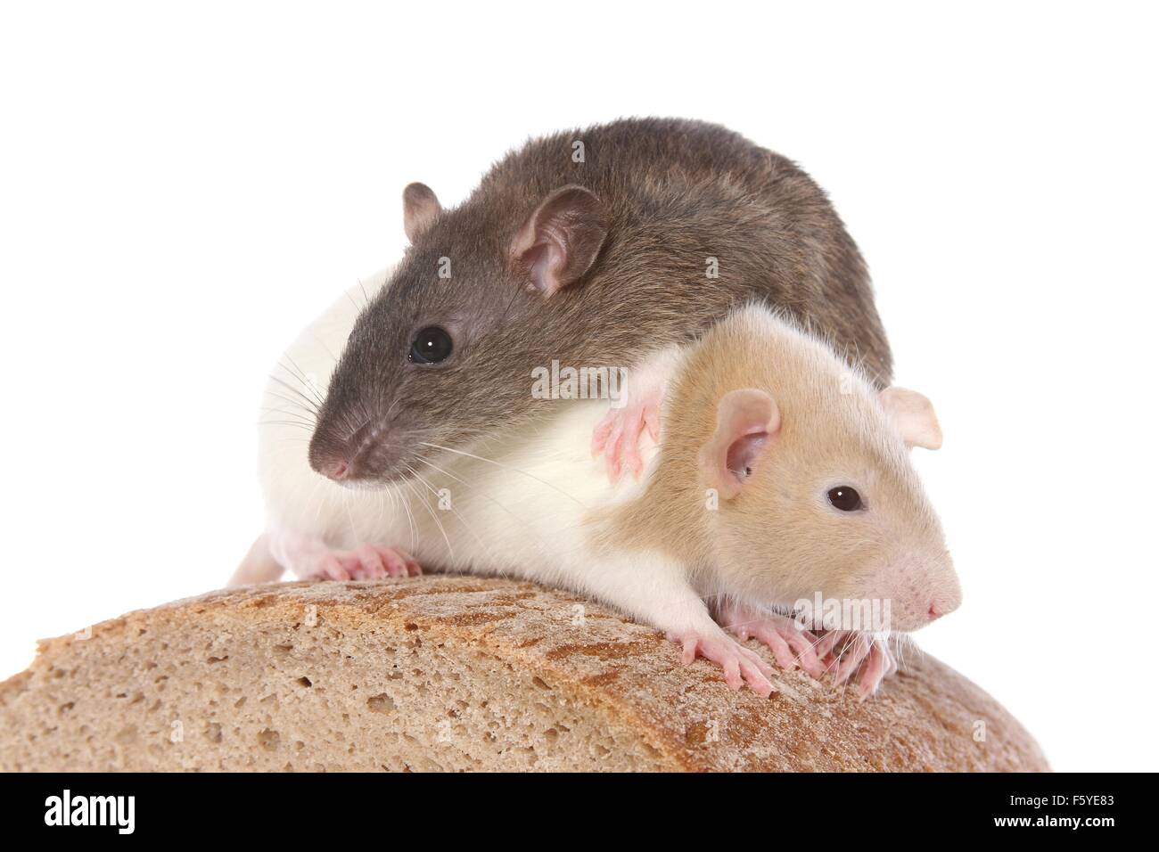 Rats hi-res stock photography and images - Alamy