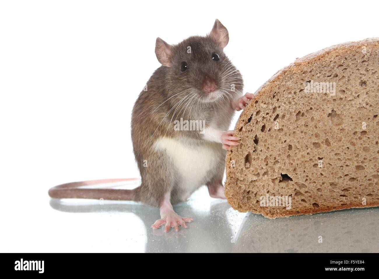 Cute fancy hi-res stock photography and images - Alamy