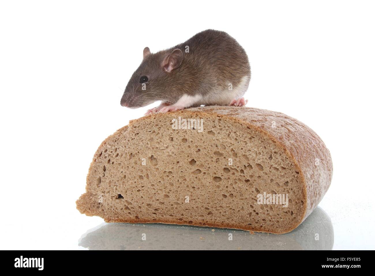 fancy rat sits on bread Stock Photo - Alamy