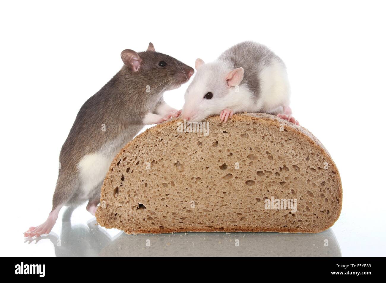 2 fancy rats Stock Photo - Alamy
