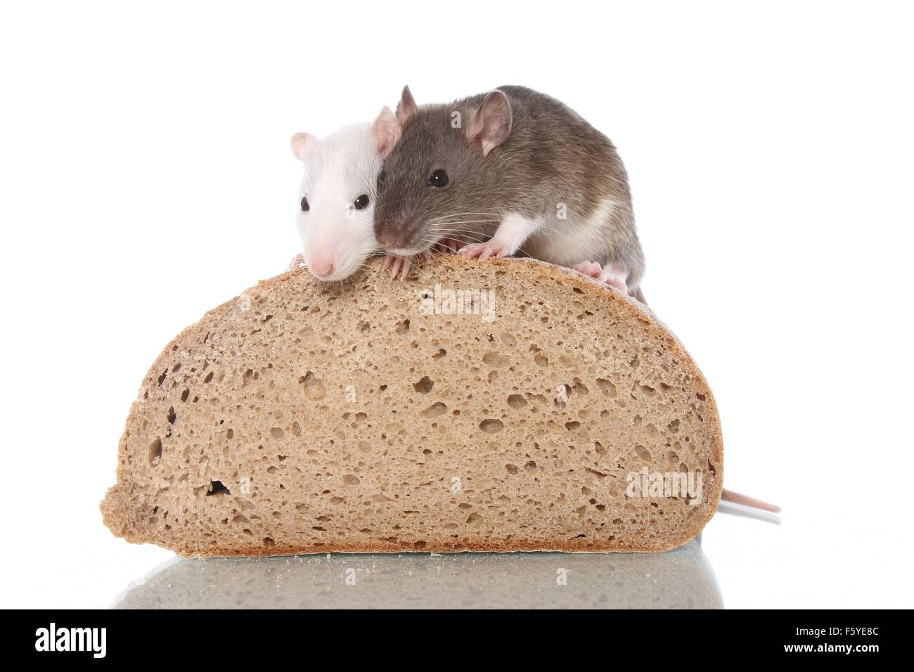 2 fancy rats Stock Photo - Alamy
