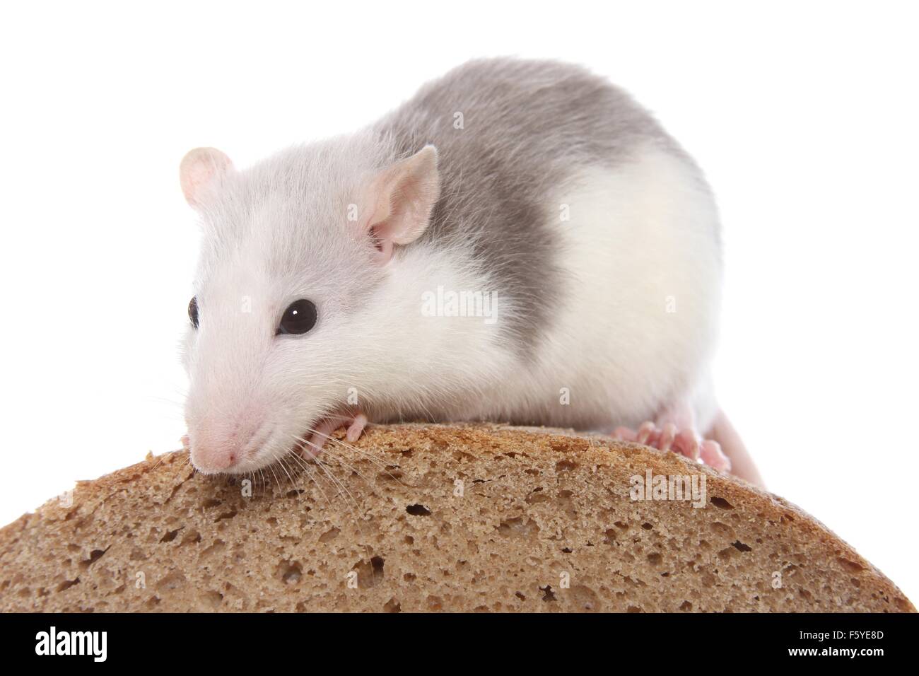 fancy rat sits on bread Stock Photo - Alamy