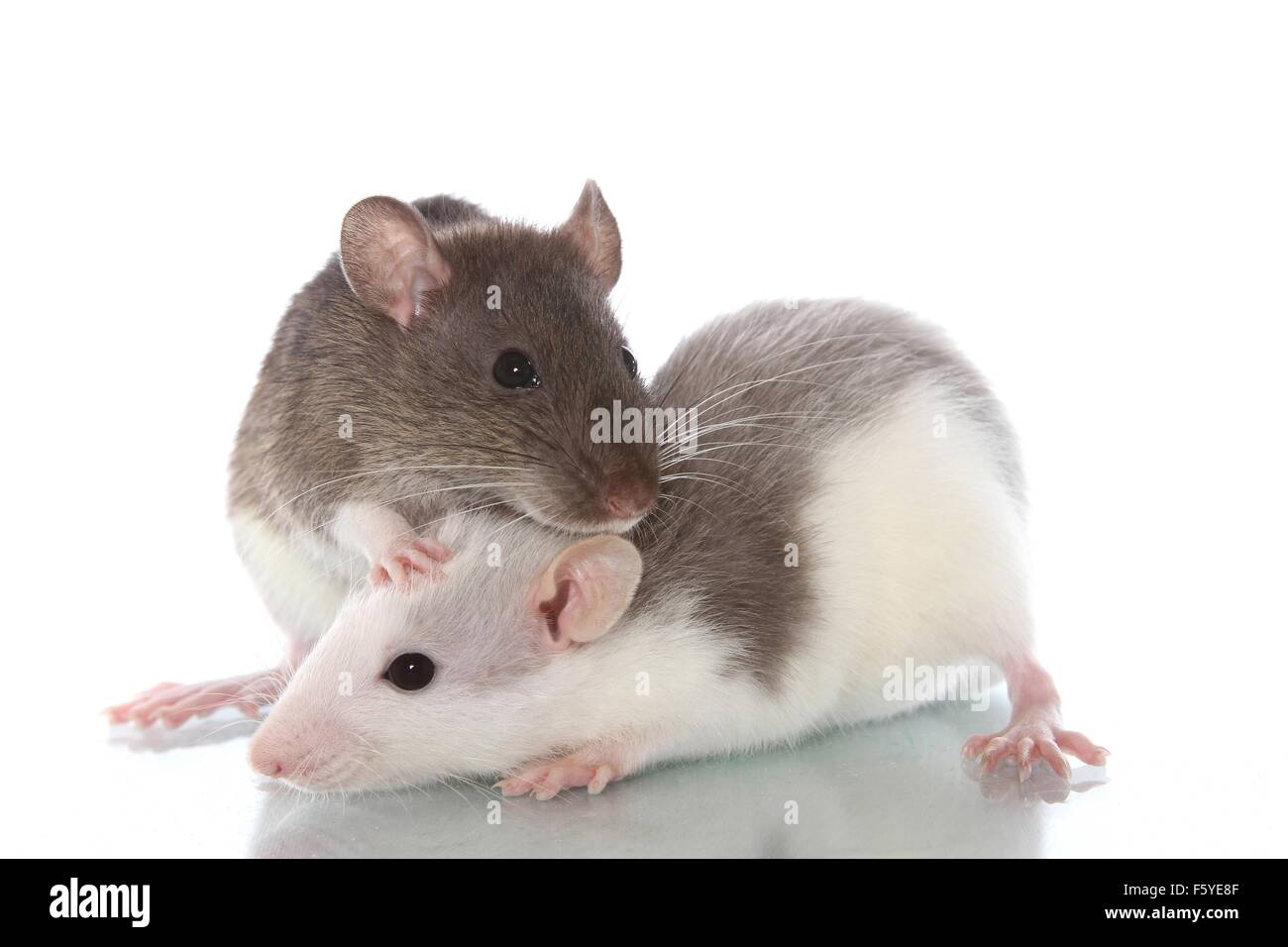 2 fancy rats Stock Photo - Alamy
