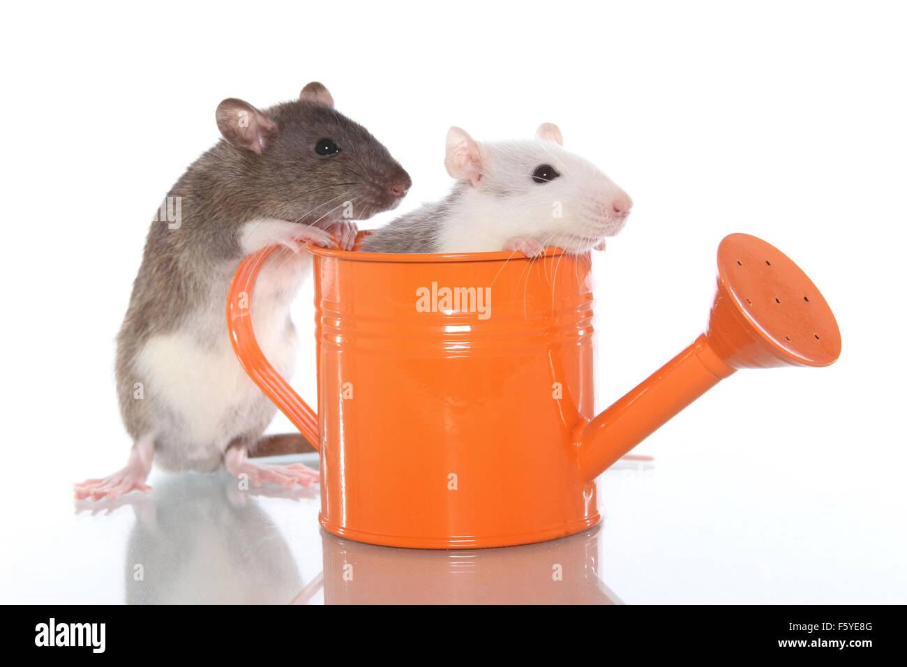 2 fancy rats Stock Photo - Alamy