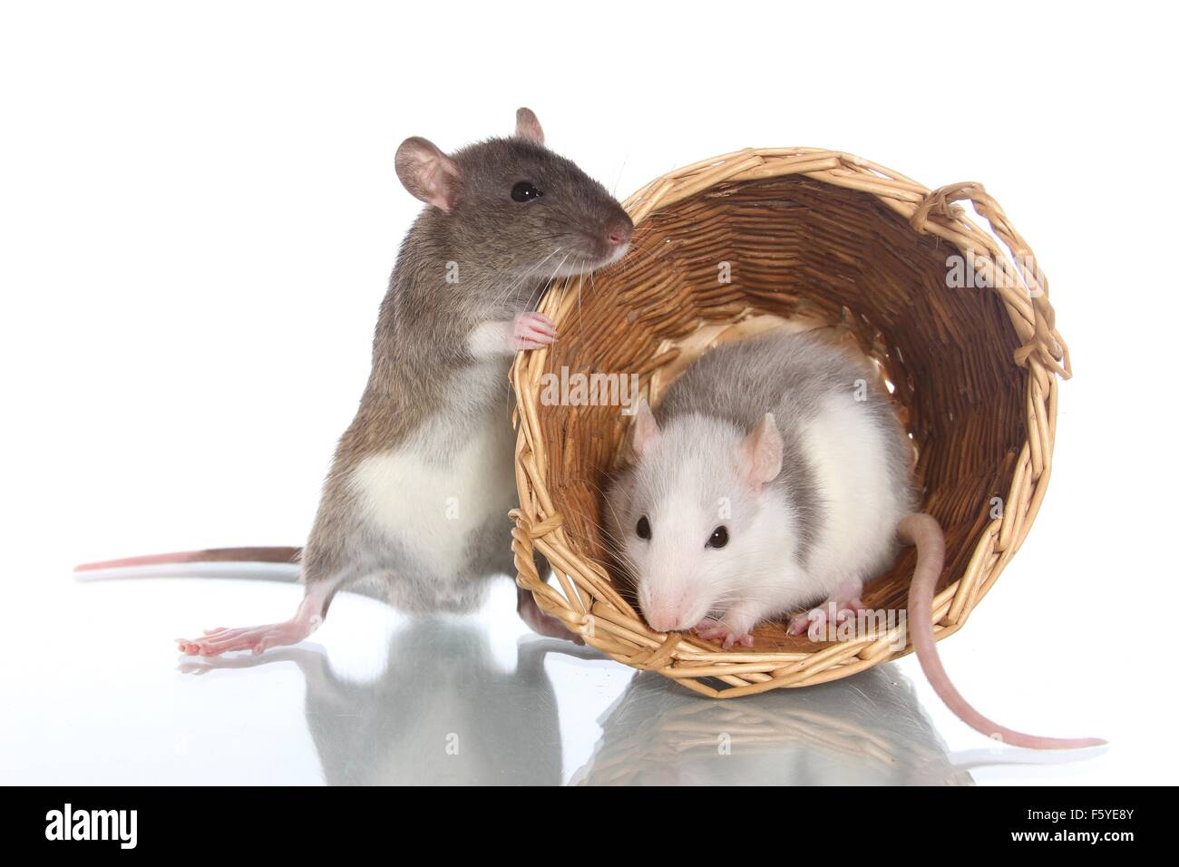 2 fancy rats Stock Photo - Alamy