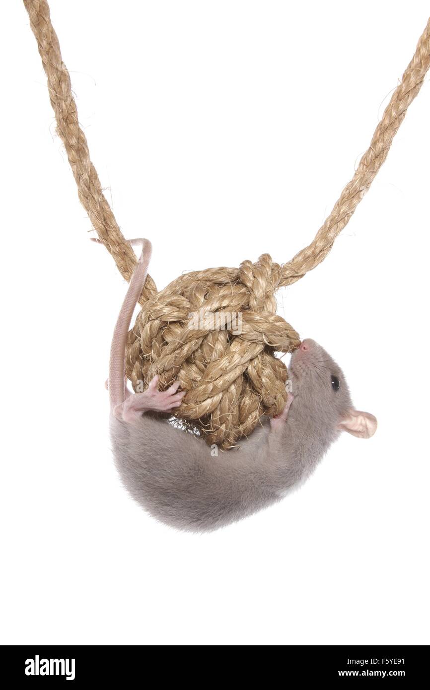 Rope climbing indoor Cut Out Stock Images & Pictures - Alamy