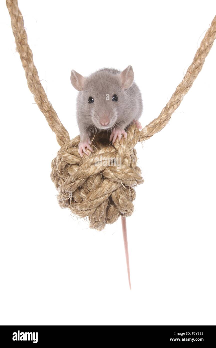 climbing fancy rat Stock Photo - Alamy