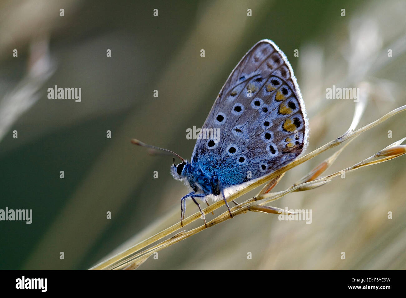wild blue orange butterfly on a green leaf in the bush Stock Photo - Alamy