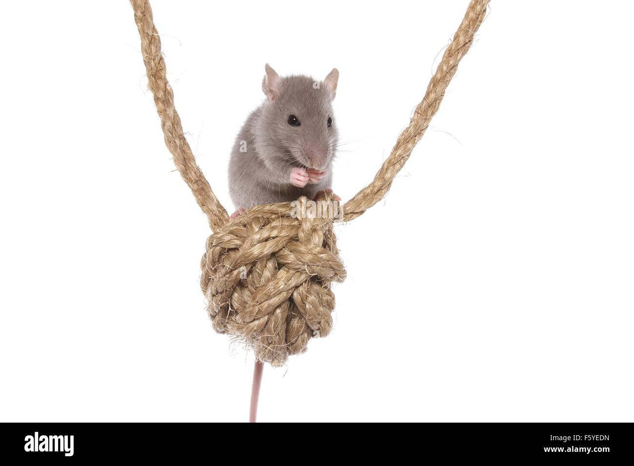 Rats eating Cut Out Stock Images & Pictures - Alamy