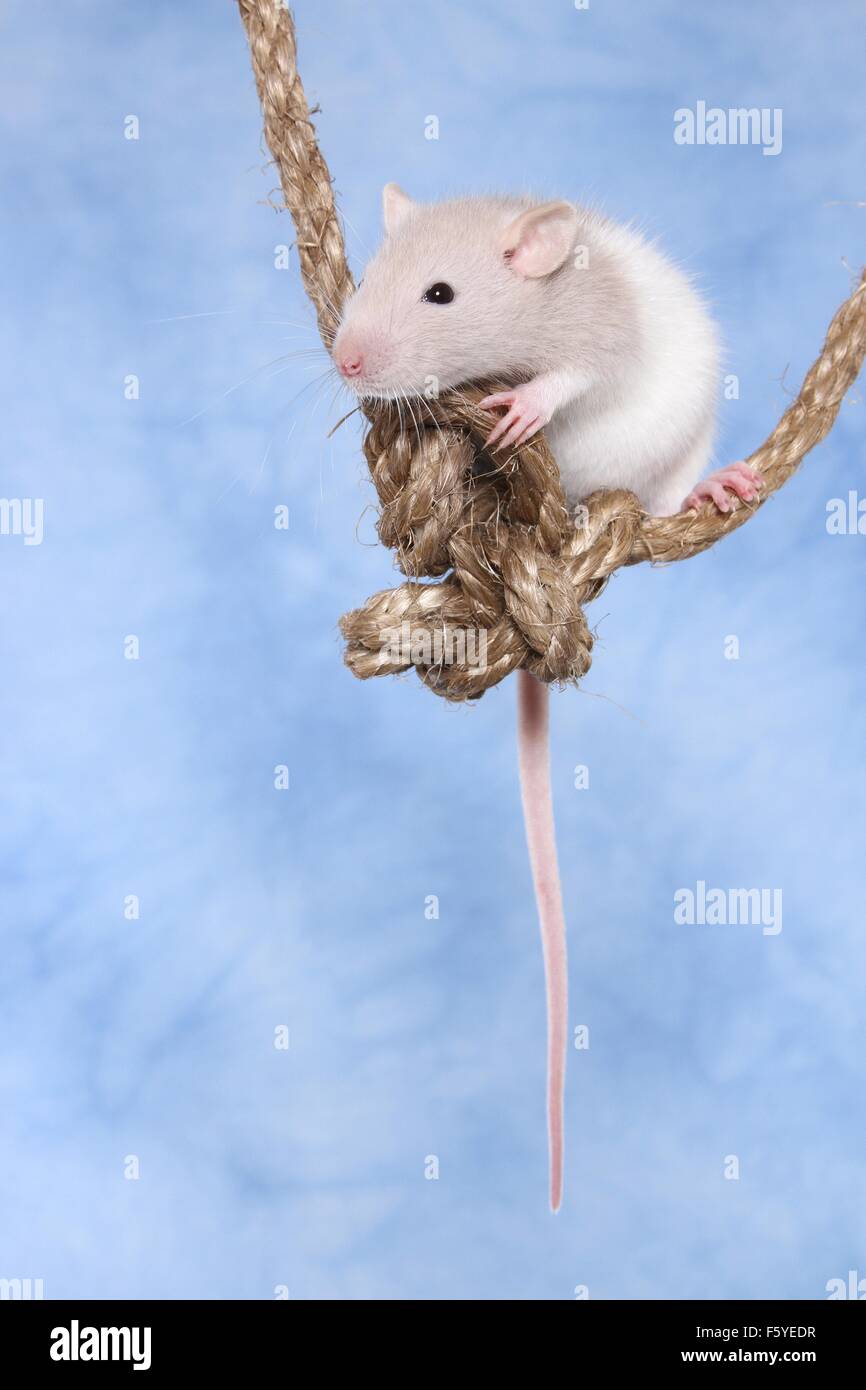 climbing fancy rat Stock Photo - Alamy
