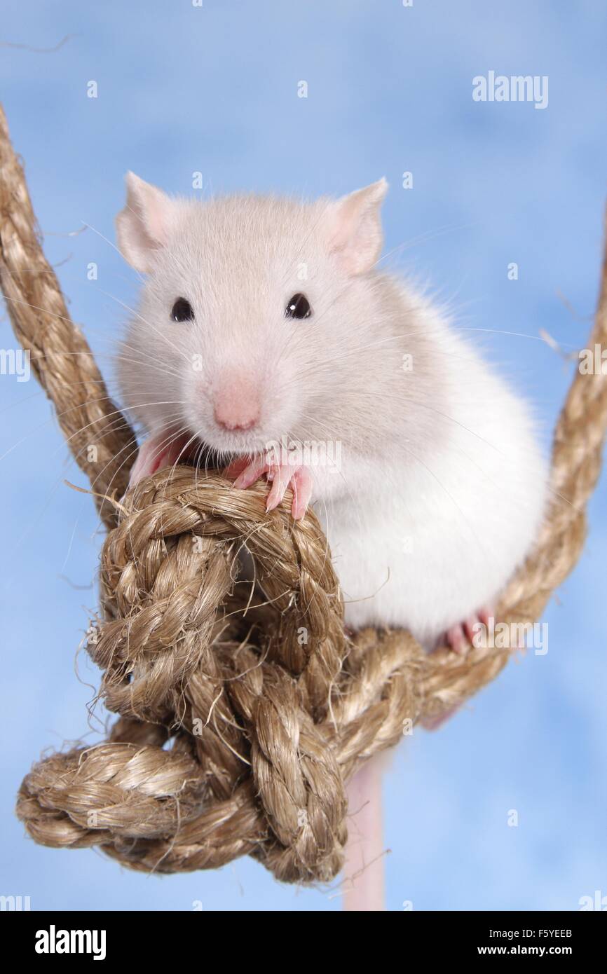 climbing fancy rat Stock Photo - Alamy