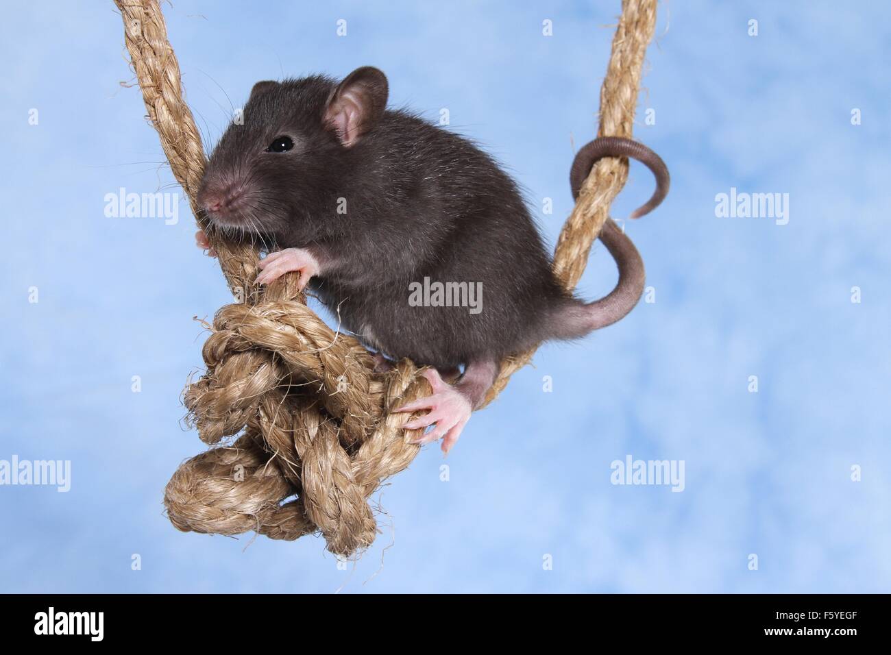 Climbing Ship Side High Resolution Stock Photography and Images - Alamy