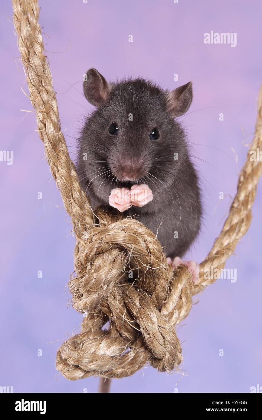 Cute fancy hi-res stock photography and images - Alamy