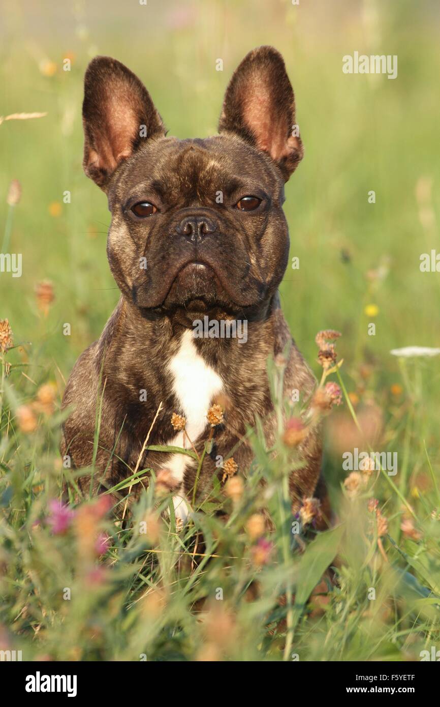 French Bulldog Portrait Stock Photo - Alamy