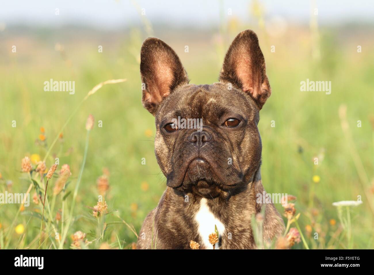 French Bulldog Portrait Stock Photo - Alamy
