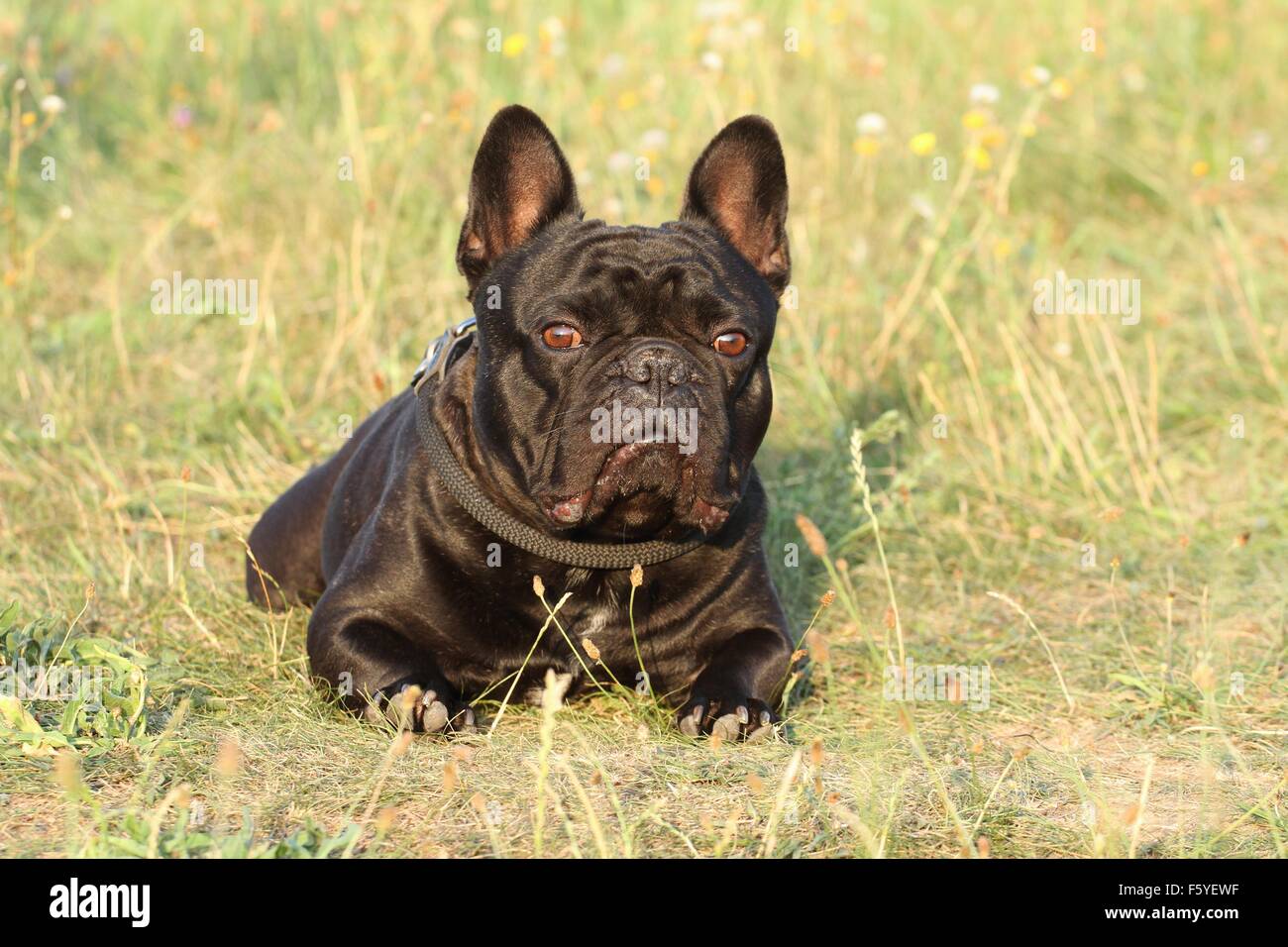 lying French Bulldog Stock Photo - Alamy