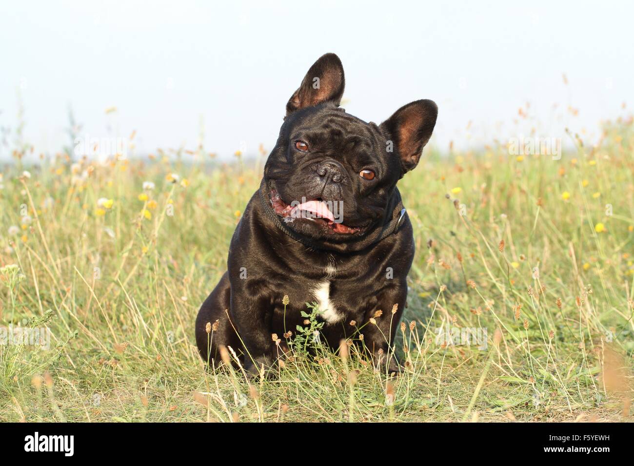 sitting French Bulldog Stock Photo - Alamy