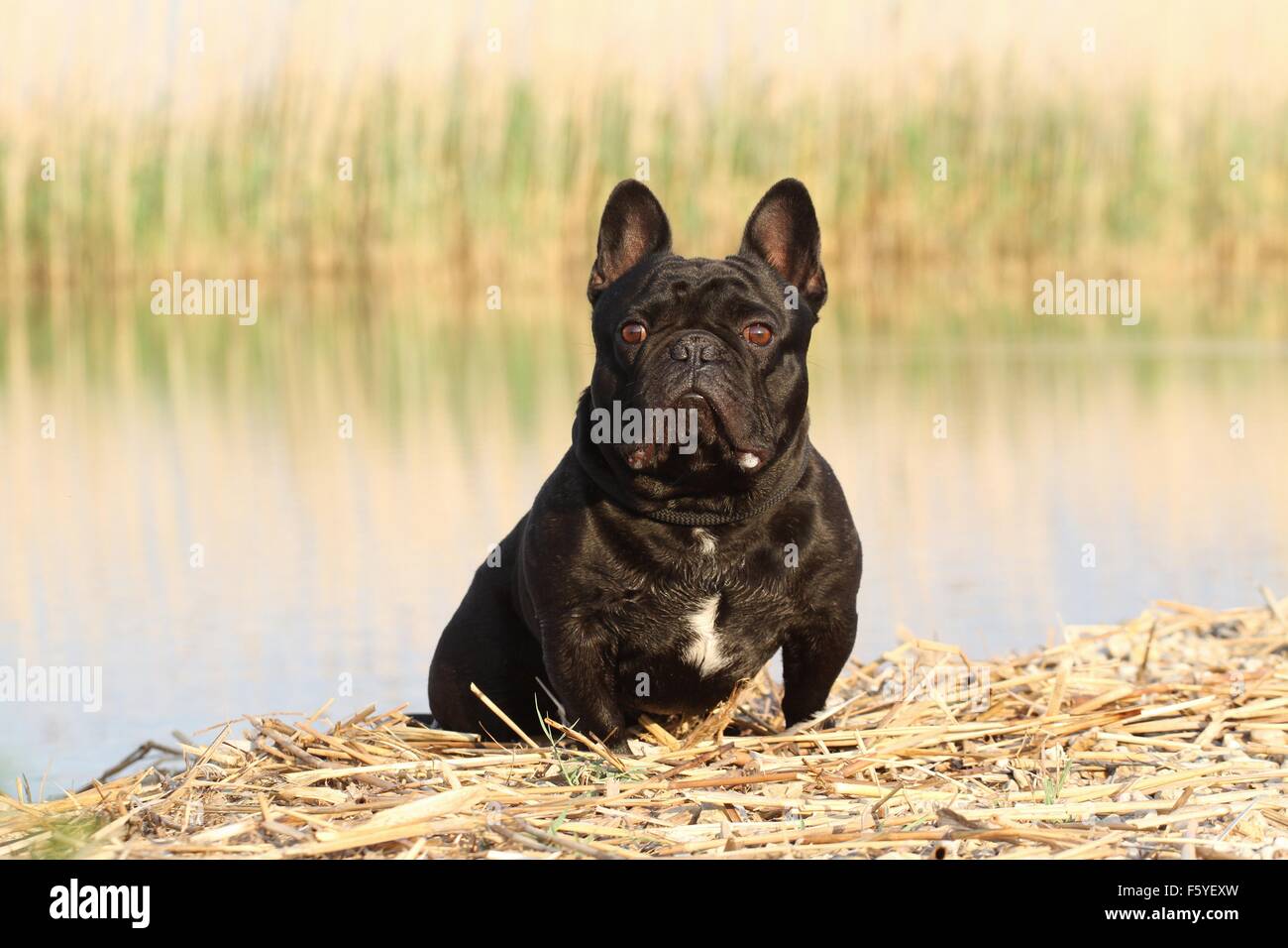 sitting French Bulldog Stock Photo - Alamy