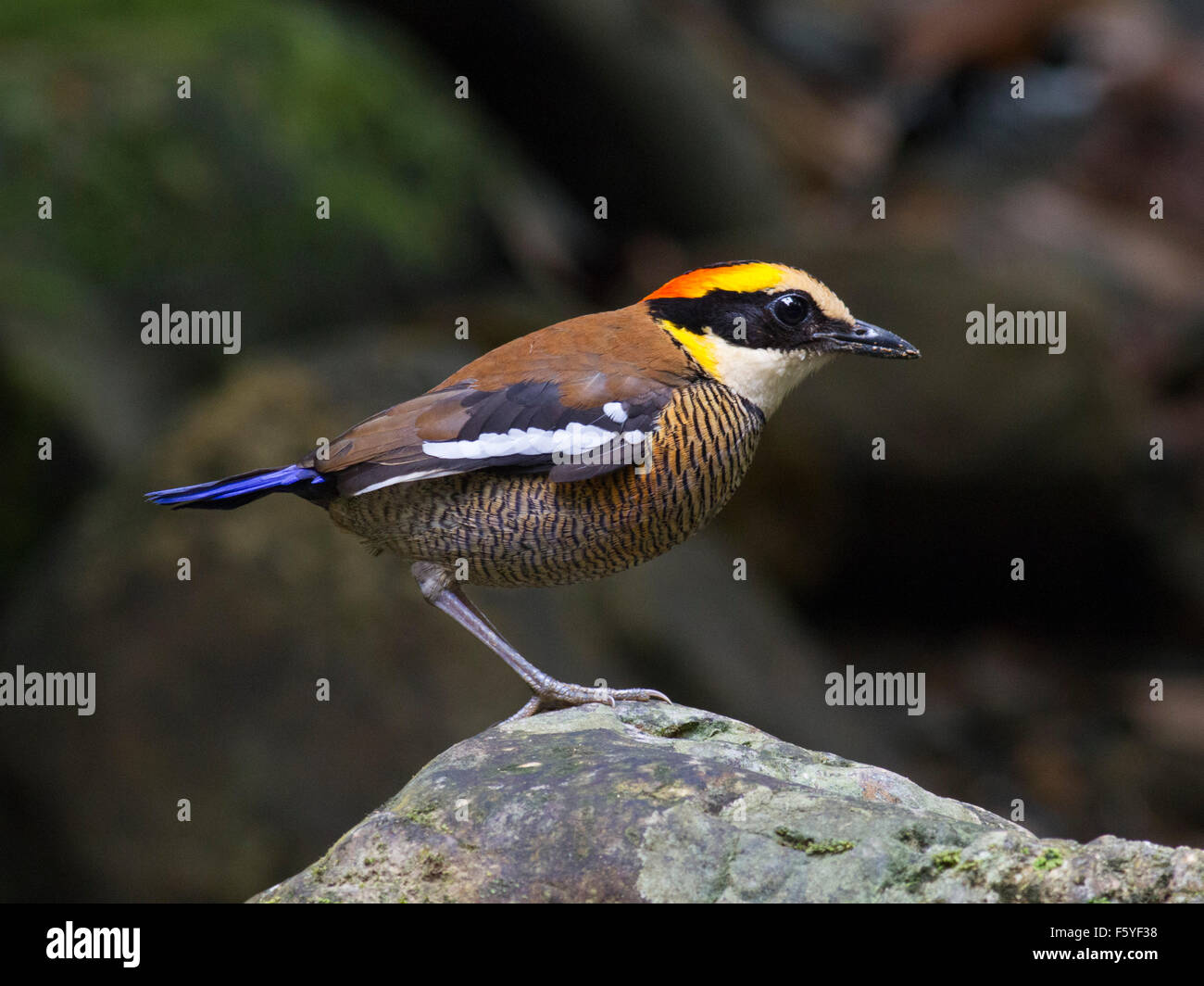 A female Banded Pitta perching on a rock in a stream in Si Phang Nga ...