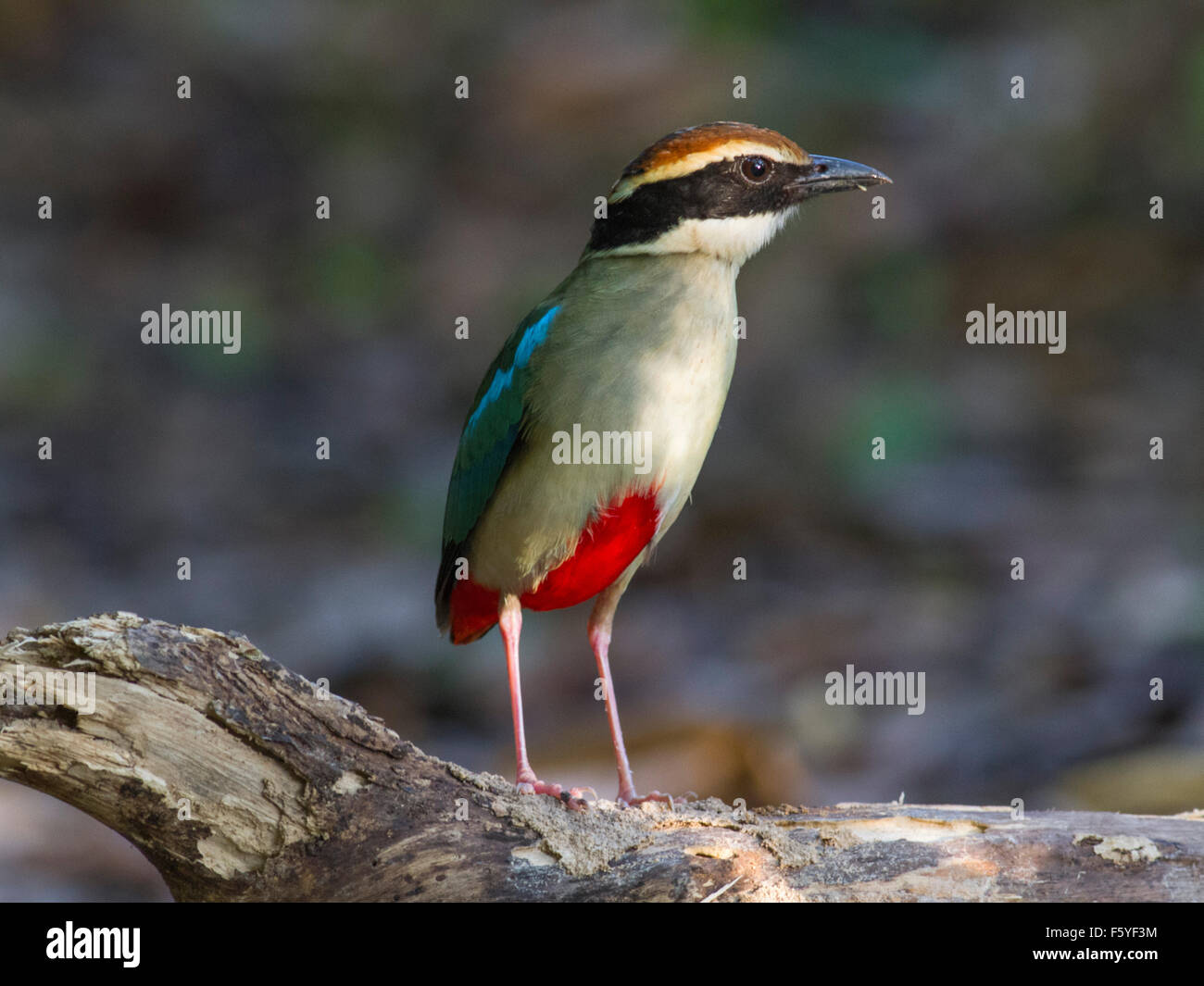 A Fairy Pitta standing on a small log on the forest floor in South East ...