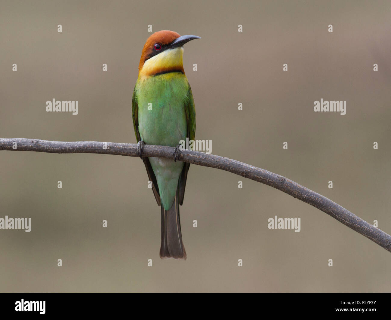 Beautiful bird chestnut headed bee hi-res stock photography and images ...