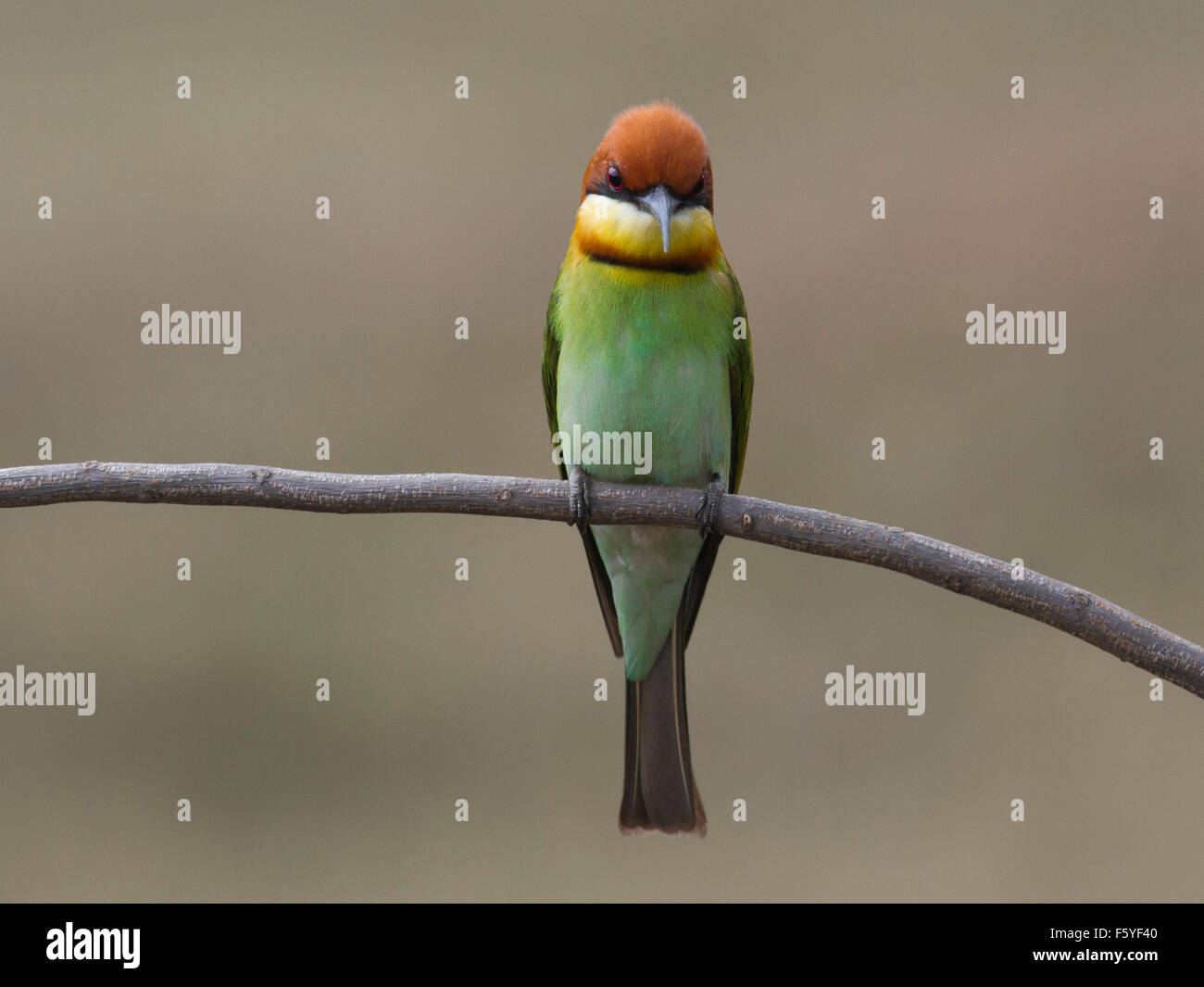 Beautiful bird chestnut headed bee hi-res stock photography and images ...