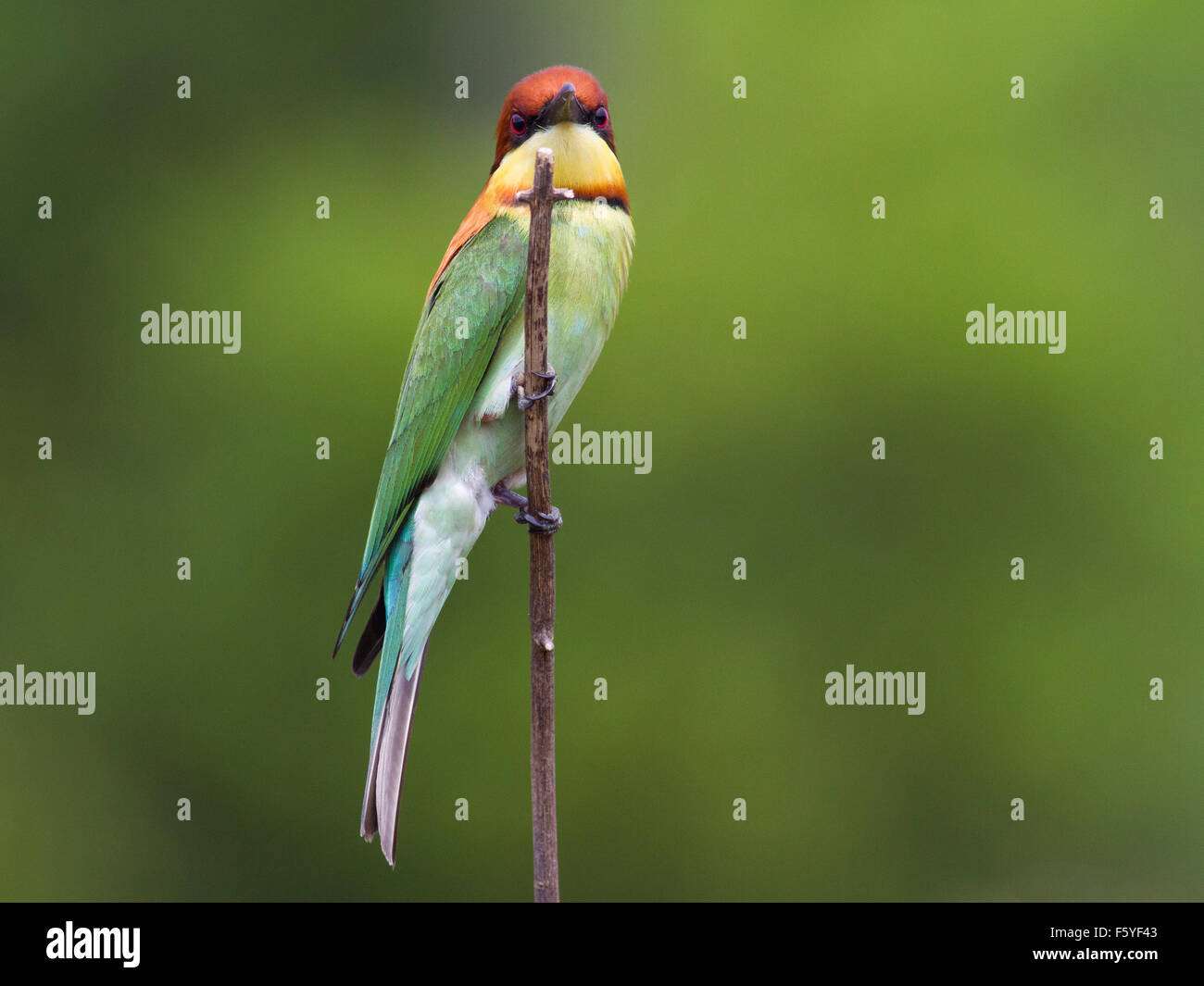 Chestnut headed bee eater hi-res stock photography and images - Alamy