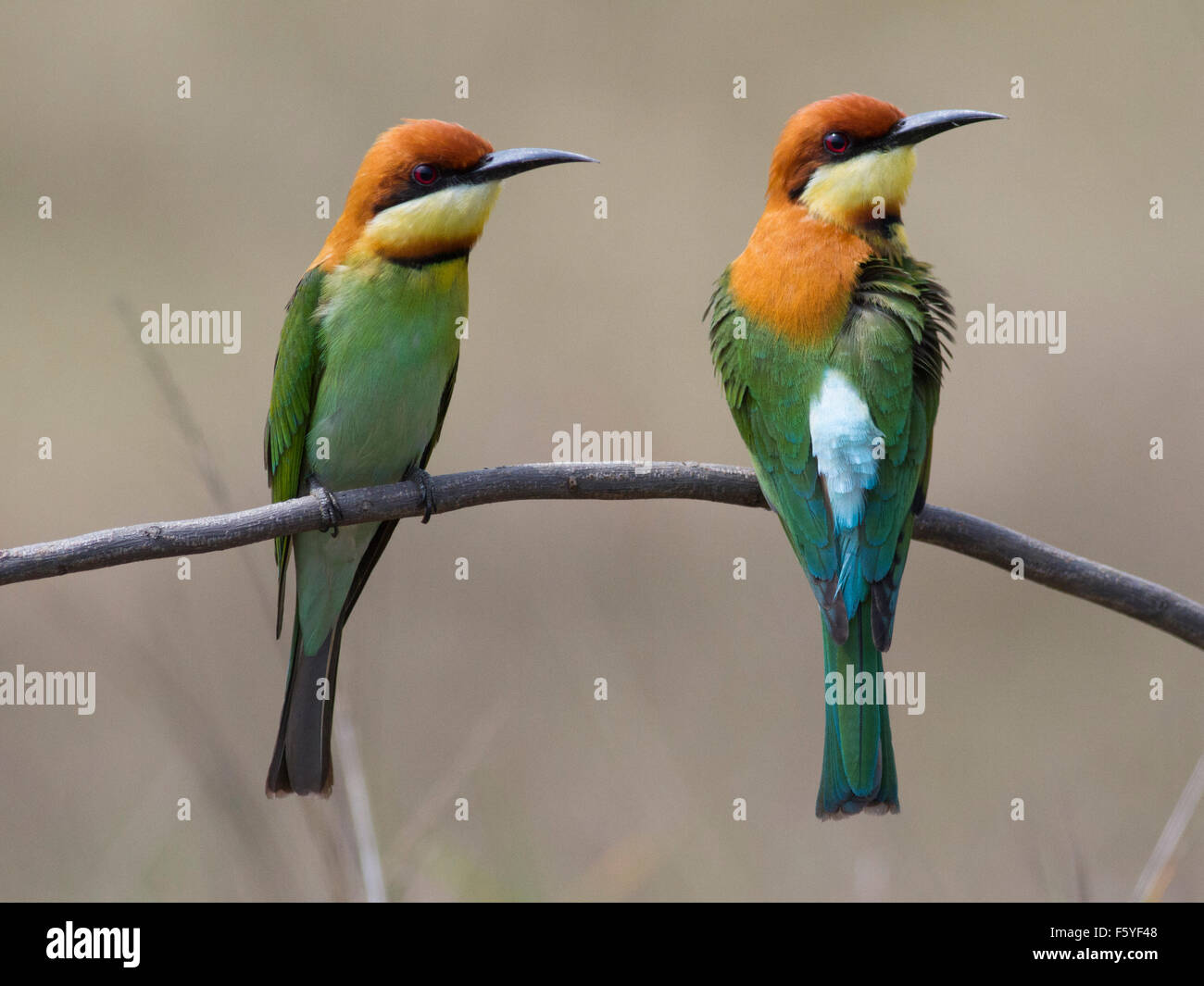 A pair of Chestnut-headed Bee-eaters perched on a twig in Khao Yai ...
