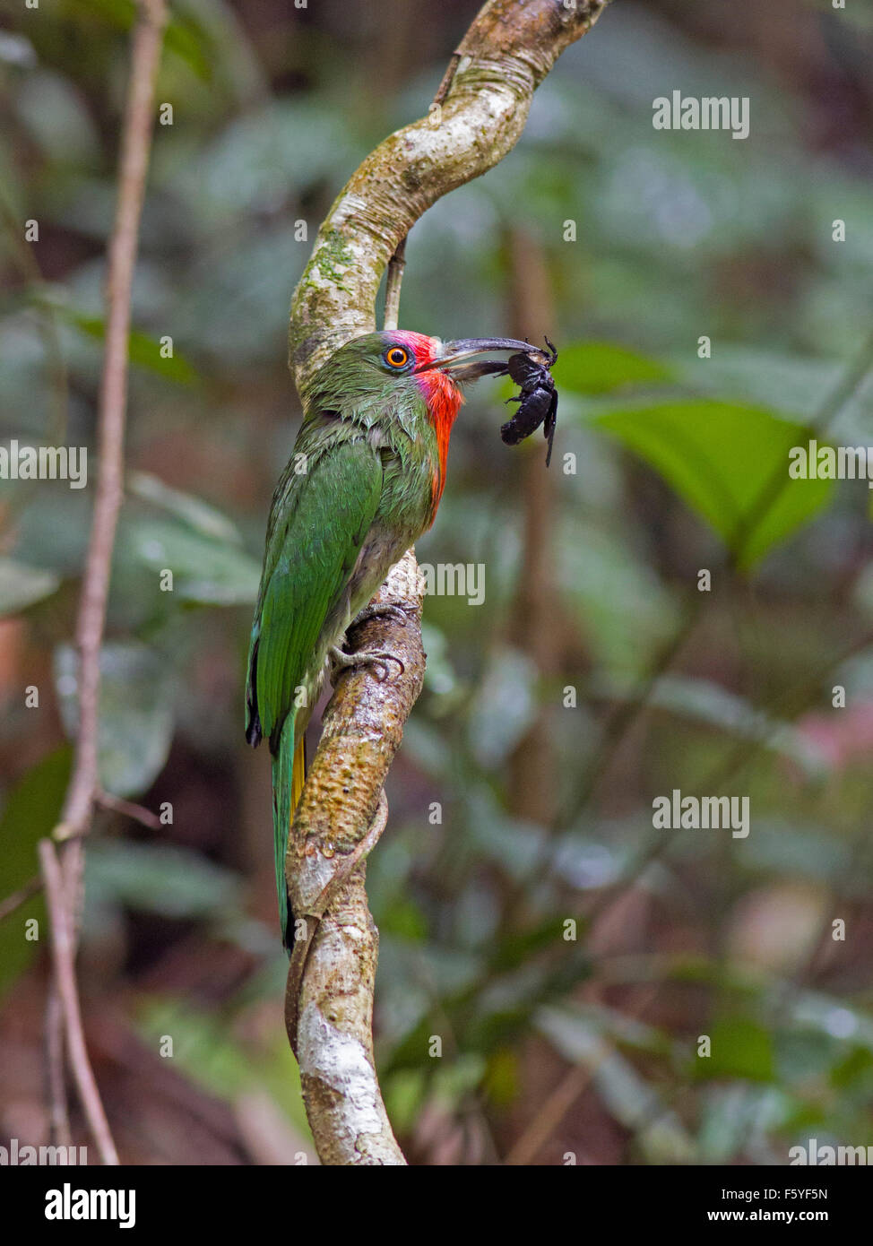 Red bearded bee eater hi-res stock photography and images - Alamy