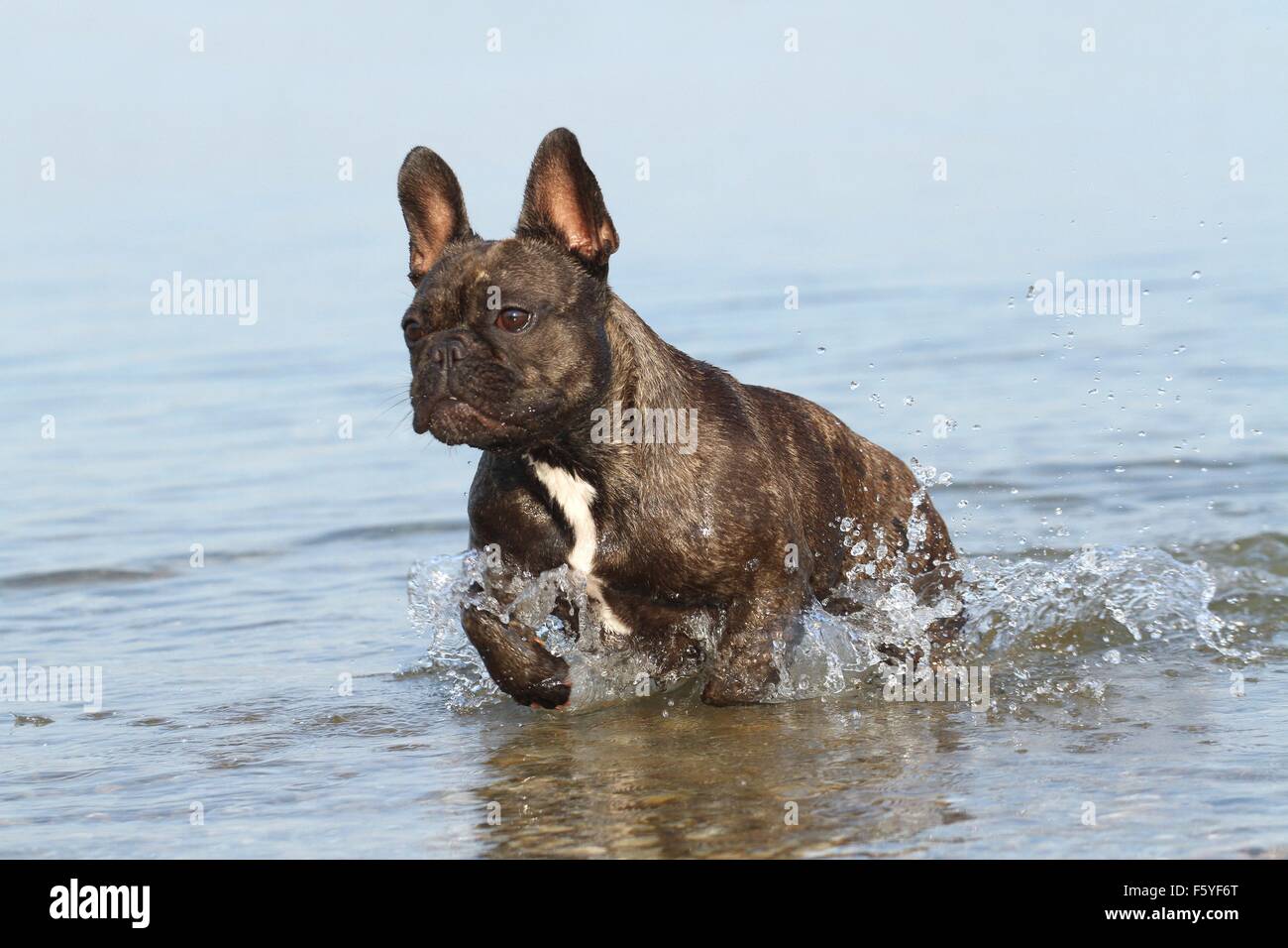 running French Bulldog Stock Photo - Alamy