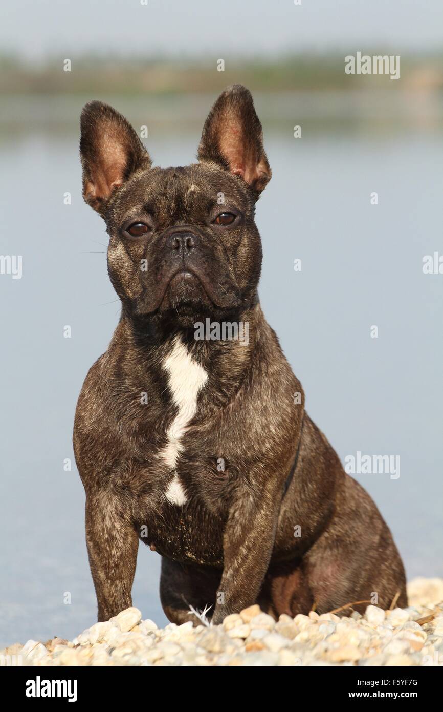 sitting French Bulldog Stock Photo - Alamy