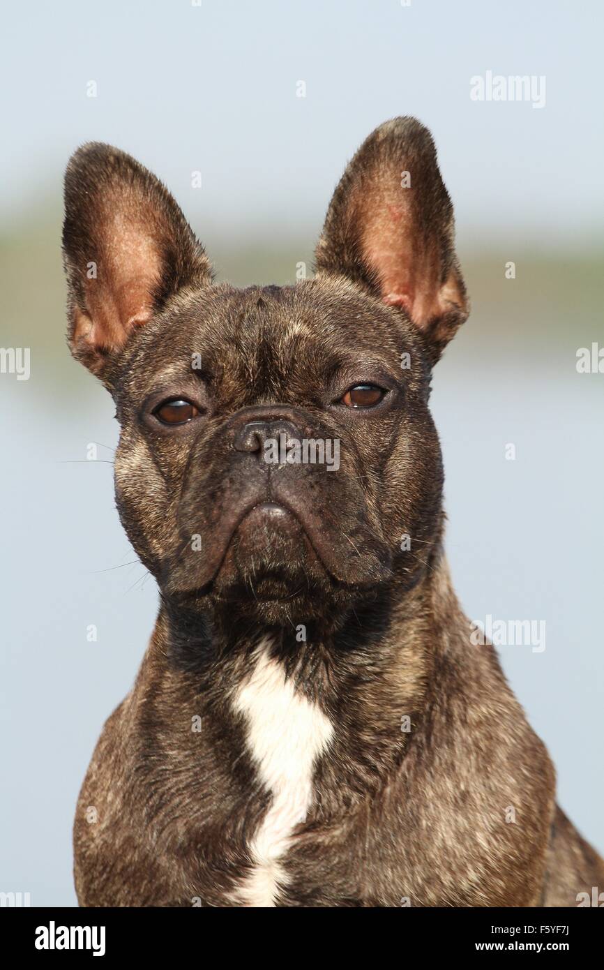 French Bulldog Portrait Stock Photo - Alamy