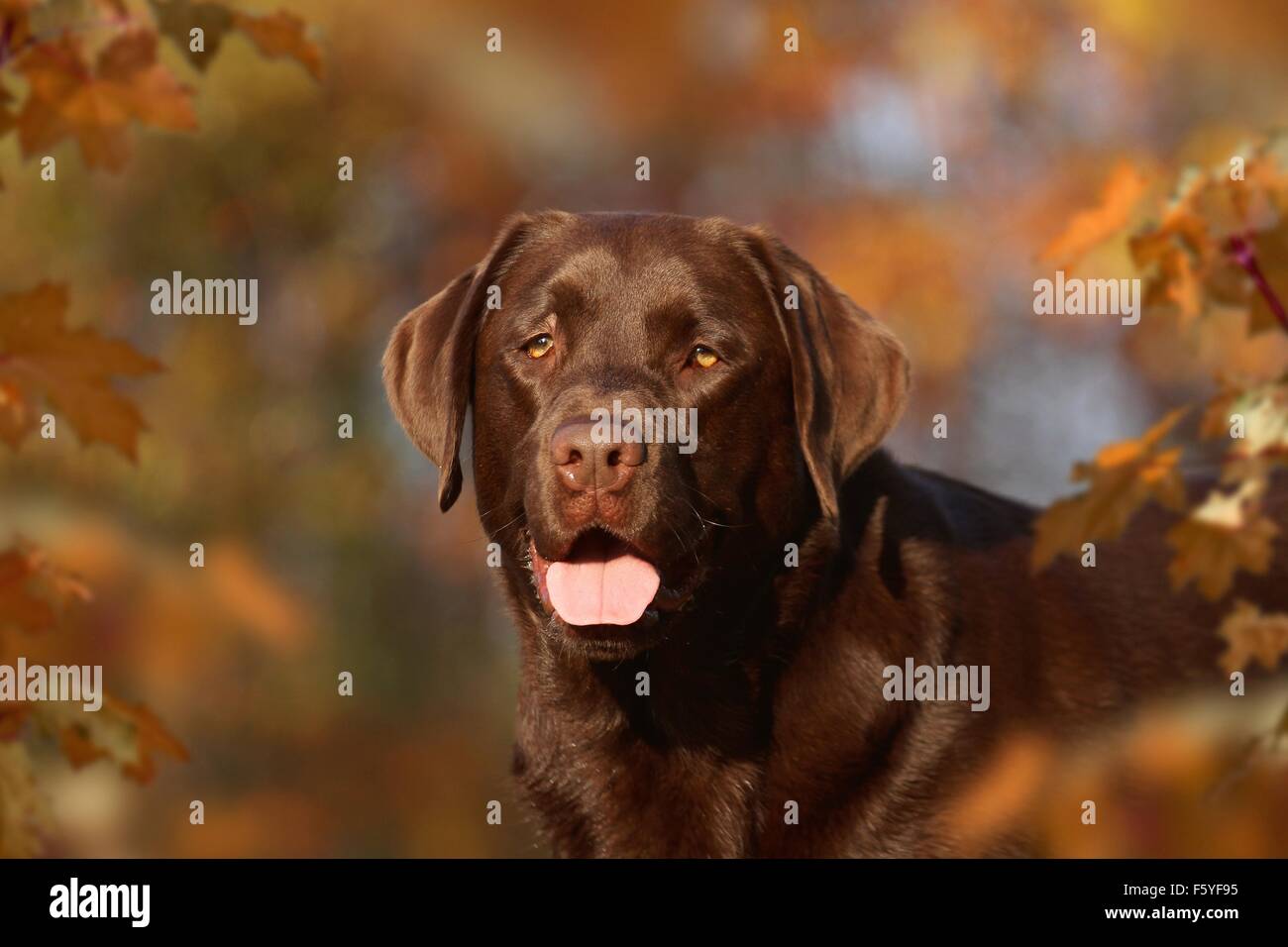 Labrador Retriever Portrait Stock Photo - Alamy