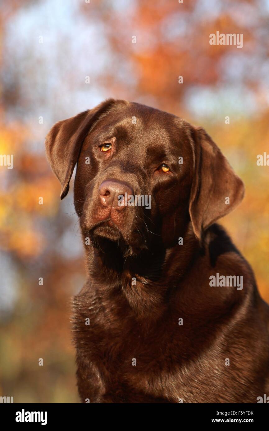 Male labrador retriever hi-res stock photography and images - Alamy