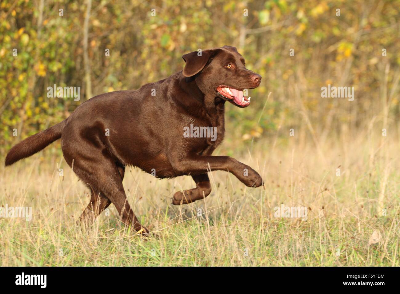running Labrador Retriever Stock Photo - Alamy