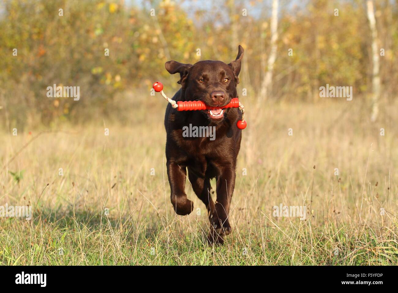Labrador carrying game hi-res stock photography and images - Alamy