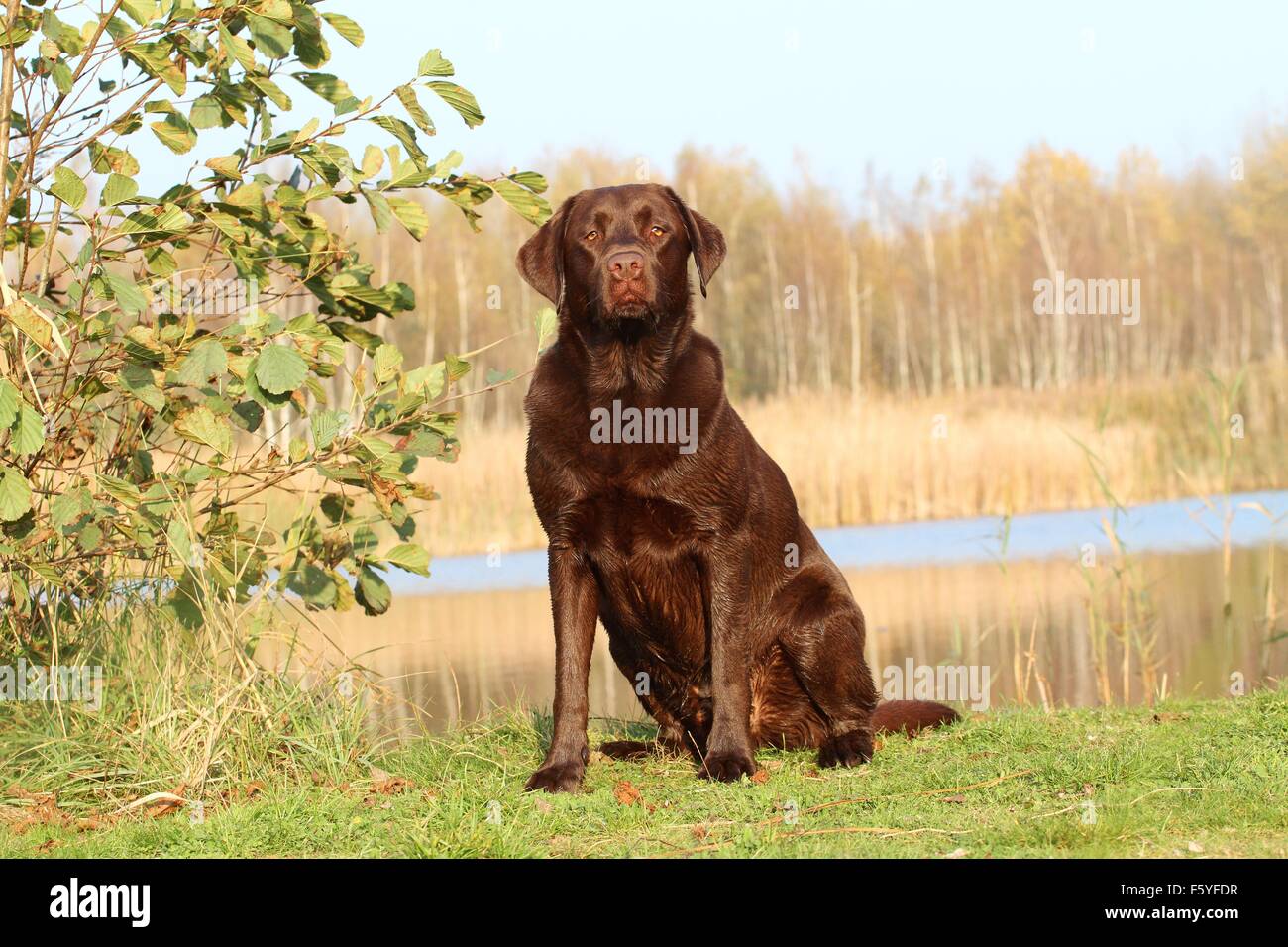 sitting Labrador Retriever Stock Photo - Alamy