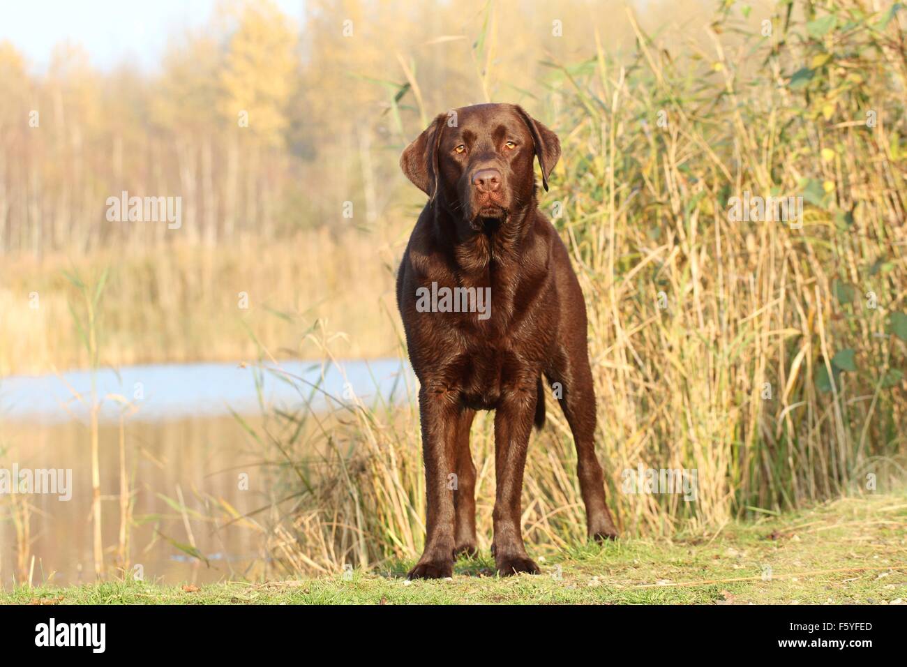 Shore of labrador sea hi-res stock photography and images - Alamy
