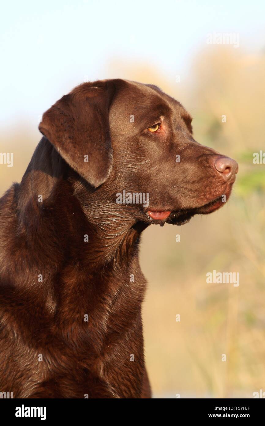 Labrador side view hi-res stock photography and images - Alamy
