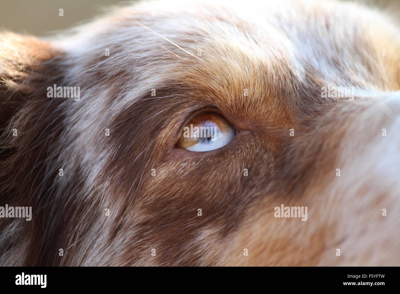 Australian Shepherd eye Stock Photo - Alamy