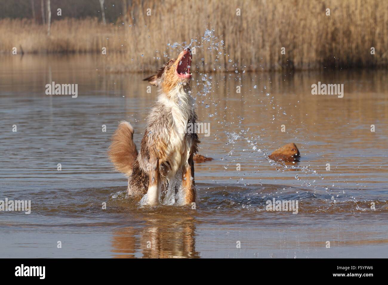 playing Australian Shepherd Stock Photo - Alamy