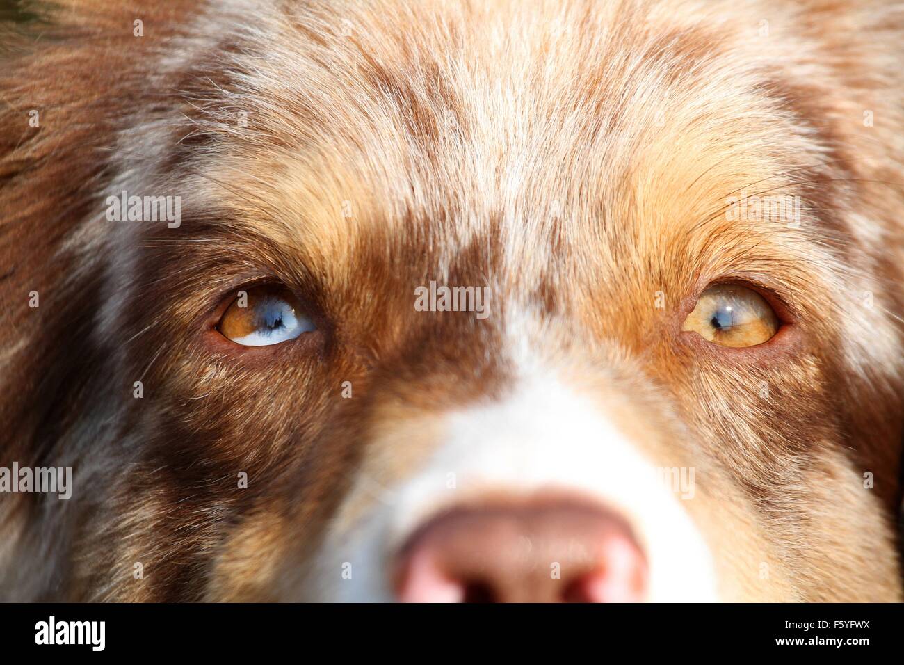 Australian Shepherd eyes Stock Photo - Alamy